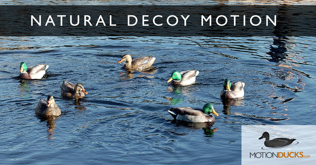 Shop Motion Ducks - Duck Decoy Spreader and Feeder System